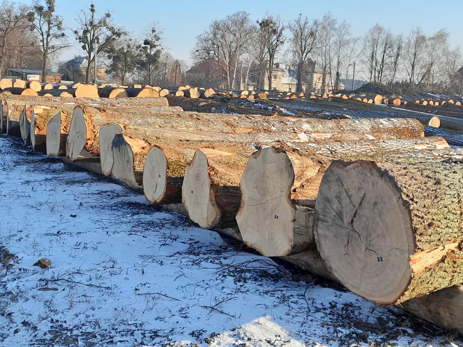 Arcibiskupské lesy a statky Olomouc pořádají aukci dříví s rekordní ...