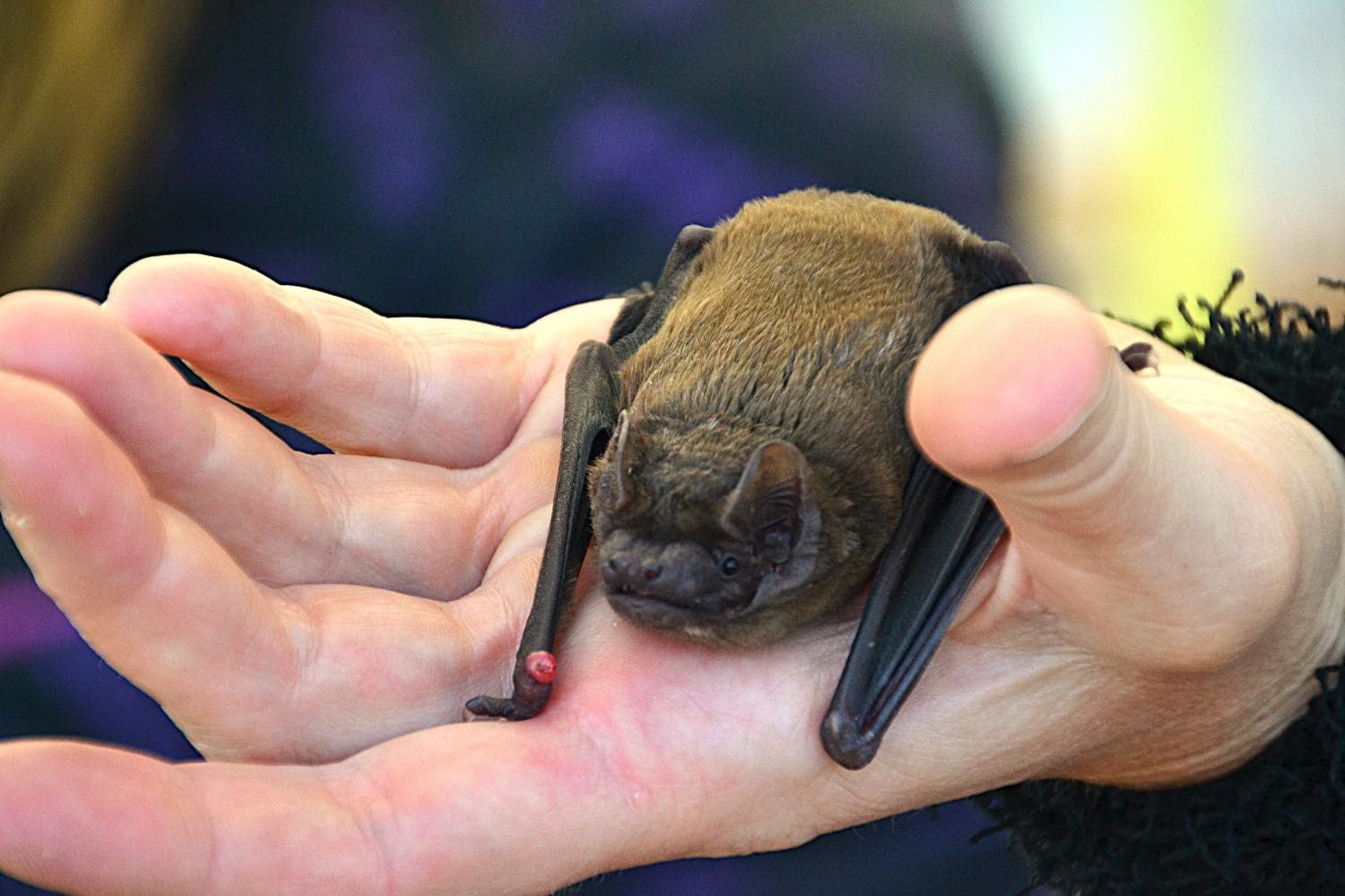 Netopýří noci jsou opět tady! Blízká setkání s létajícími savci ...
